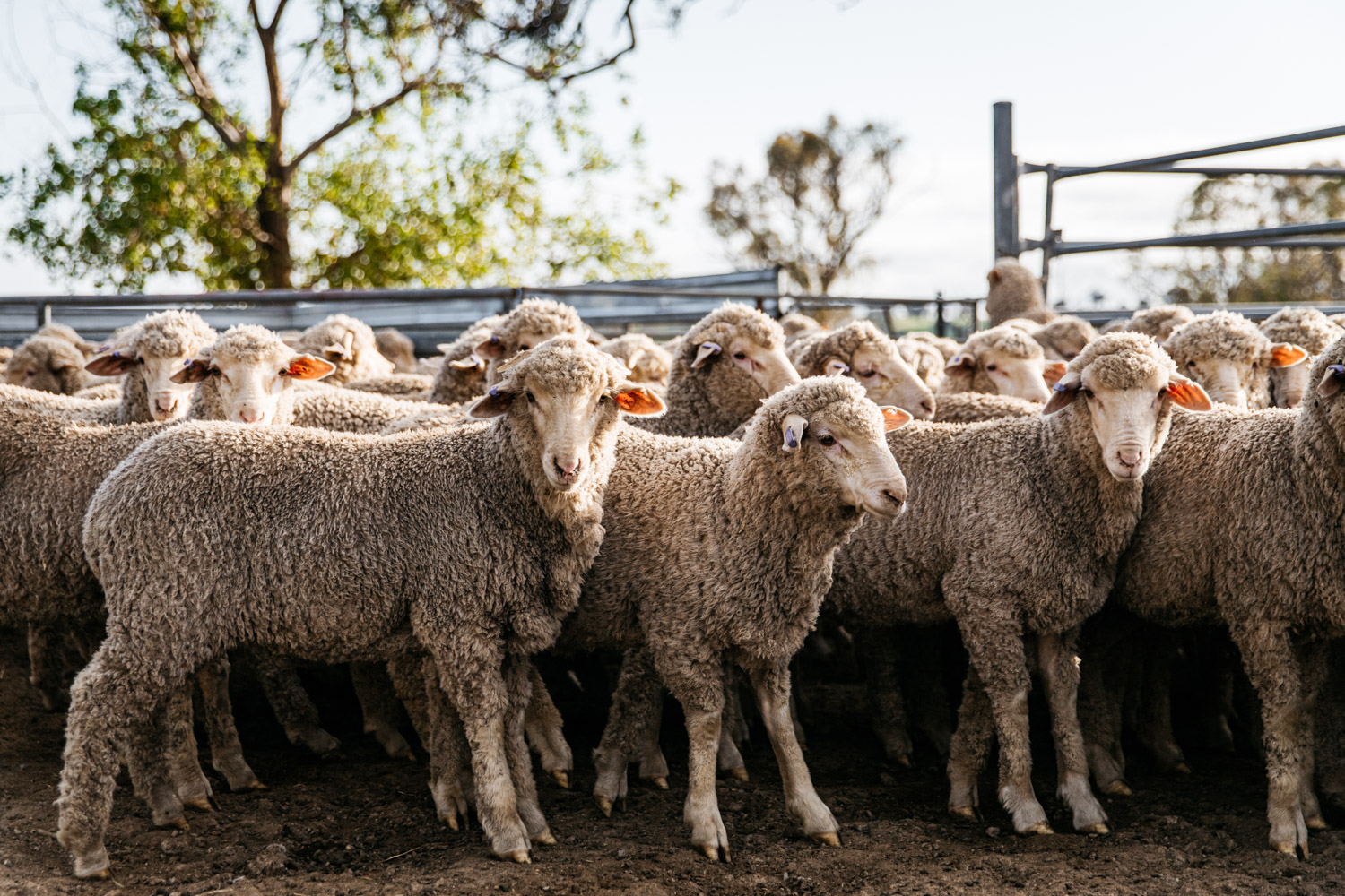 Greater support for sheep and wool in NSW - Animal Health Australia