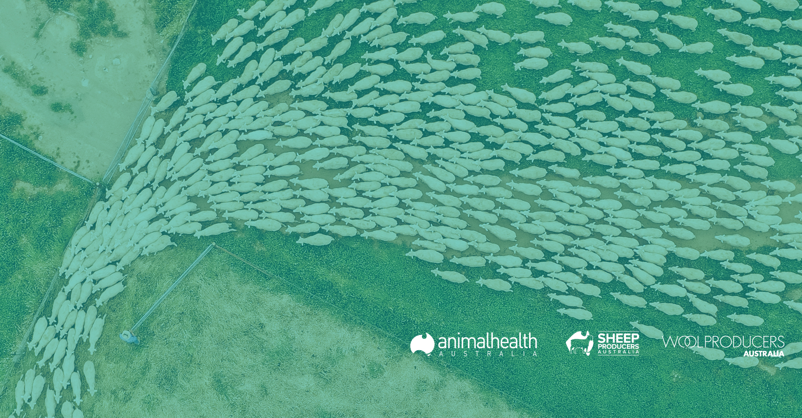 Sheep producers to flock online to improve on-farm biosecurity - Animal ...