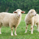 Sheep flock decline under the microscope - Animal Health Australia