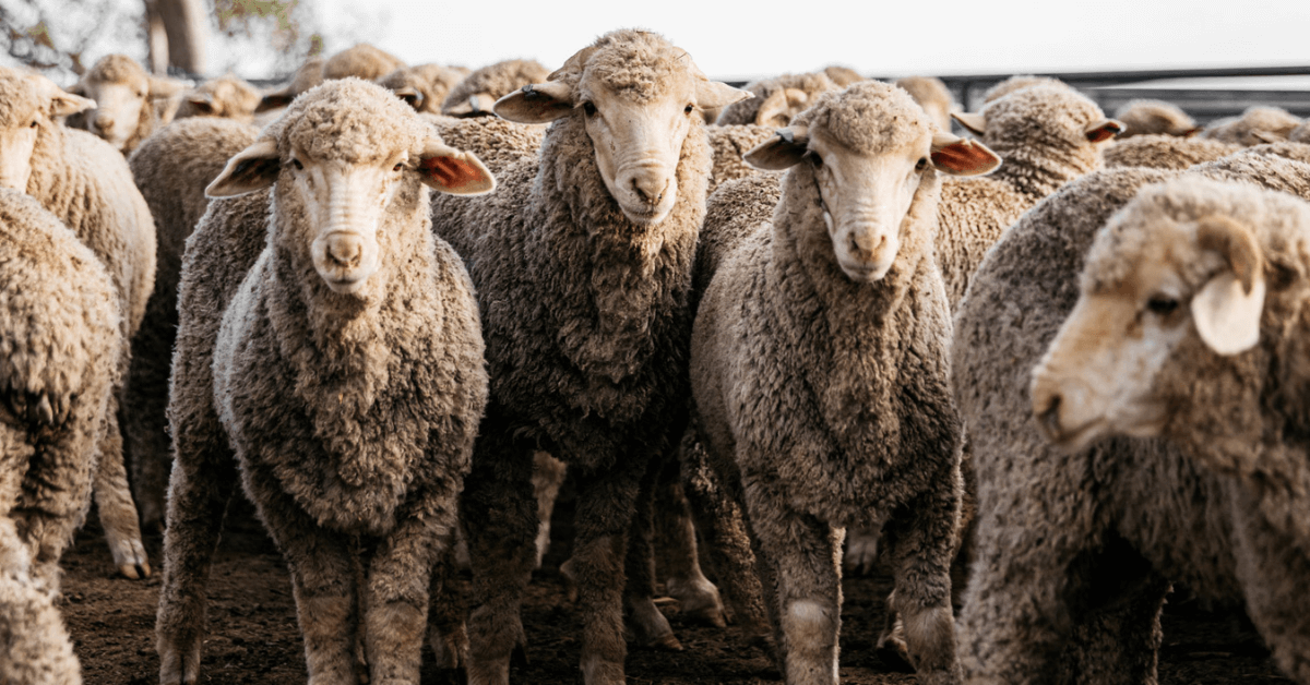 Foot and mouth disease - Animal Health Australia