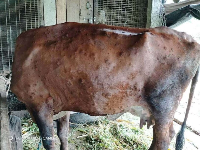 Lumpy skin disease - Animal Health Australia