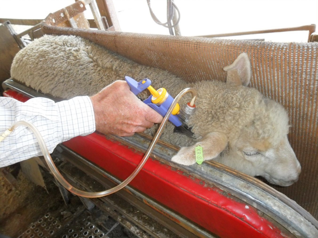 Role of vaccines in Australia's Foot and mouth disease (FMD) preparedness - Animal Health Australia